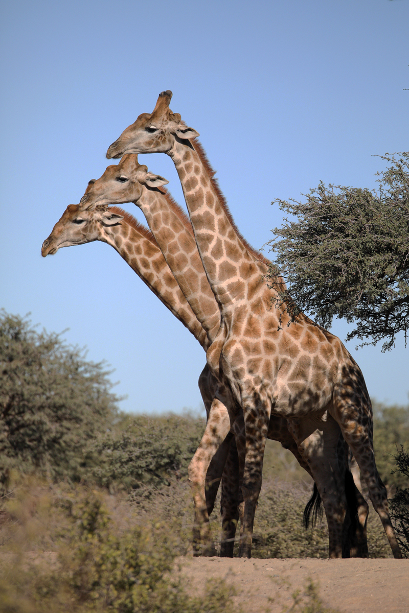 Nikon revela as imagens hilariantes dos candidatos aos Comedy Wildlife ...